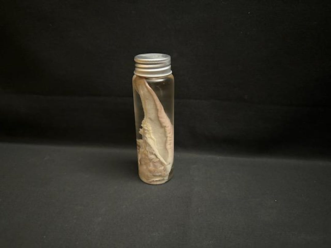 Real Wet Specimen Coyote Tongue - Etsy