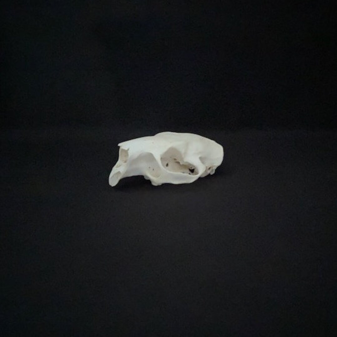 Real Ground Hog Skull - Etsy