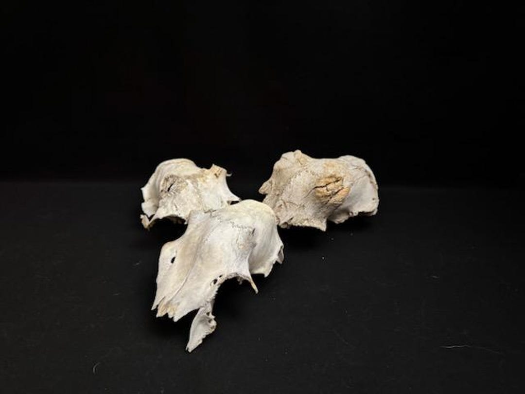 Real Set of 3 Skull Plates - Etsy