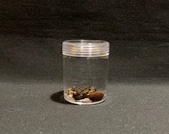 REAL Orb Weaver Teardrop Spider on Real Preserved Spider Web - Etsy