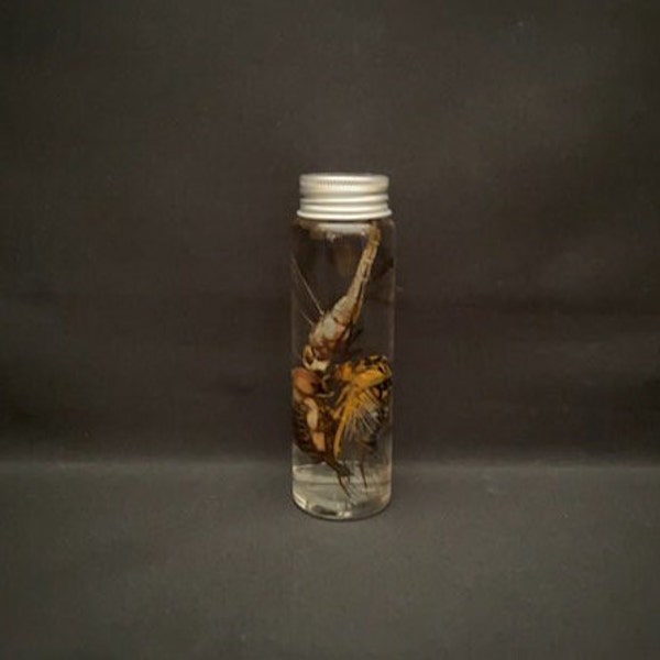 Bugs in Jars - Etsy