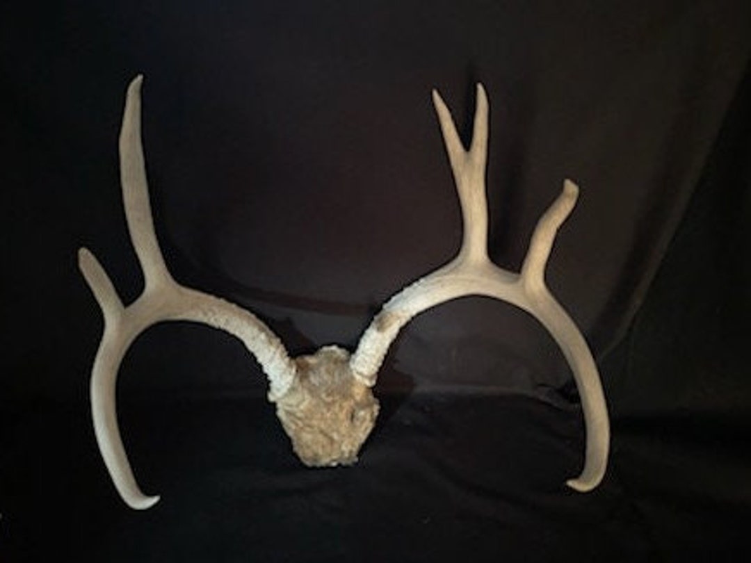 Real Deer Antles With Some of the Skull Plate Attached - Etsy