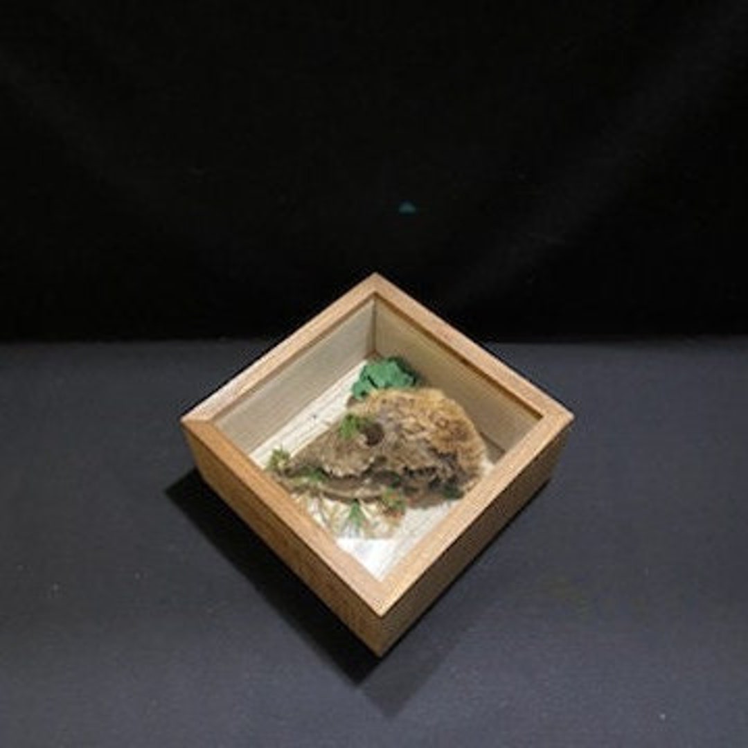 Real Baby Aoudad Ram Skull Shadow Box - Etsy