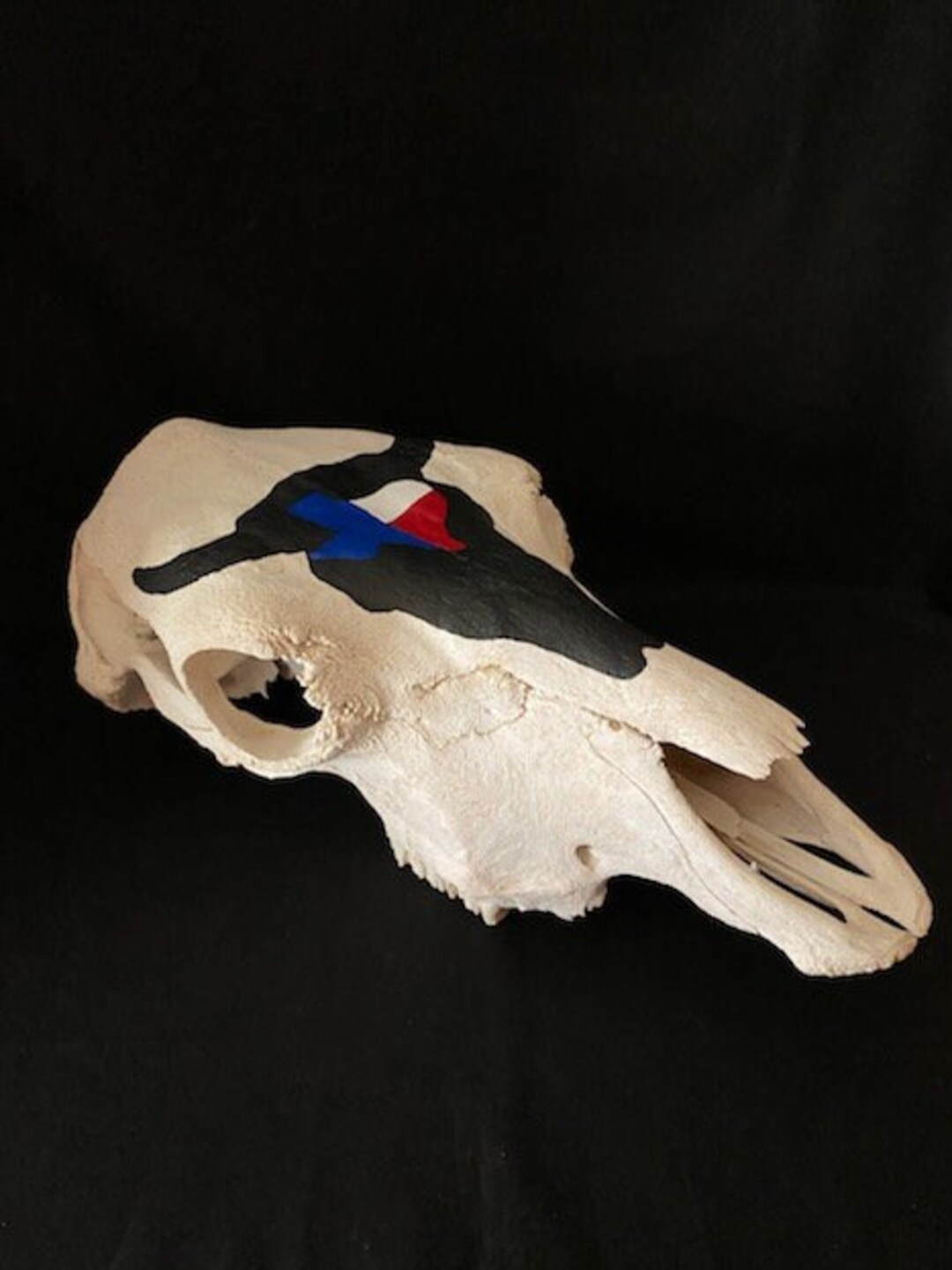 Real Texas Cow Skull With Painted Bull and Texas Emblem - Etsy