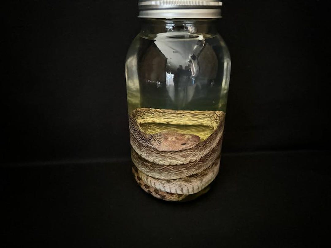 Real Bull Snake Wet Specimen for Oddity Decor - Etsy