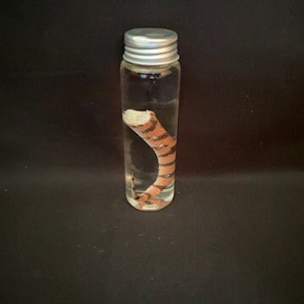Wet Specimen Snake - Etsy