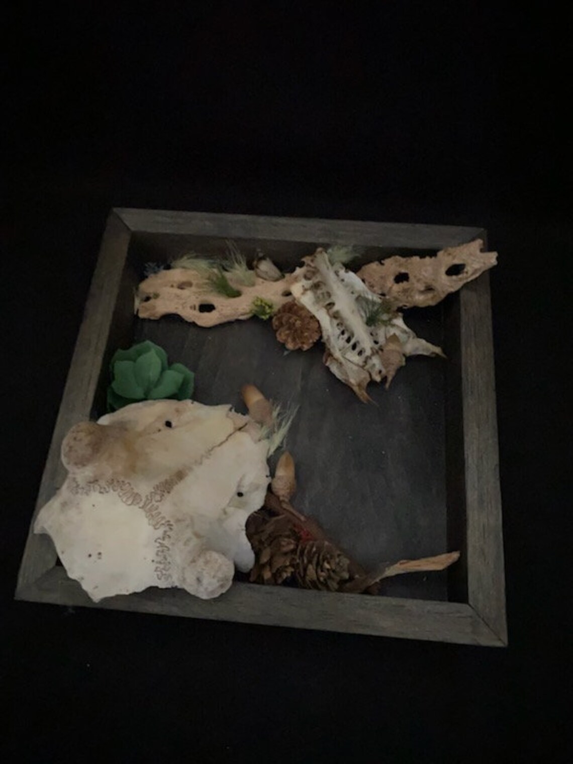 Real Oddity Shadow Box - Etsy