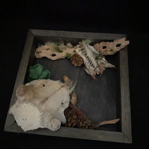 Real Oddity Shadow Box - Etsy