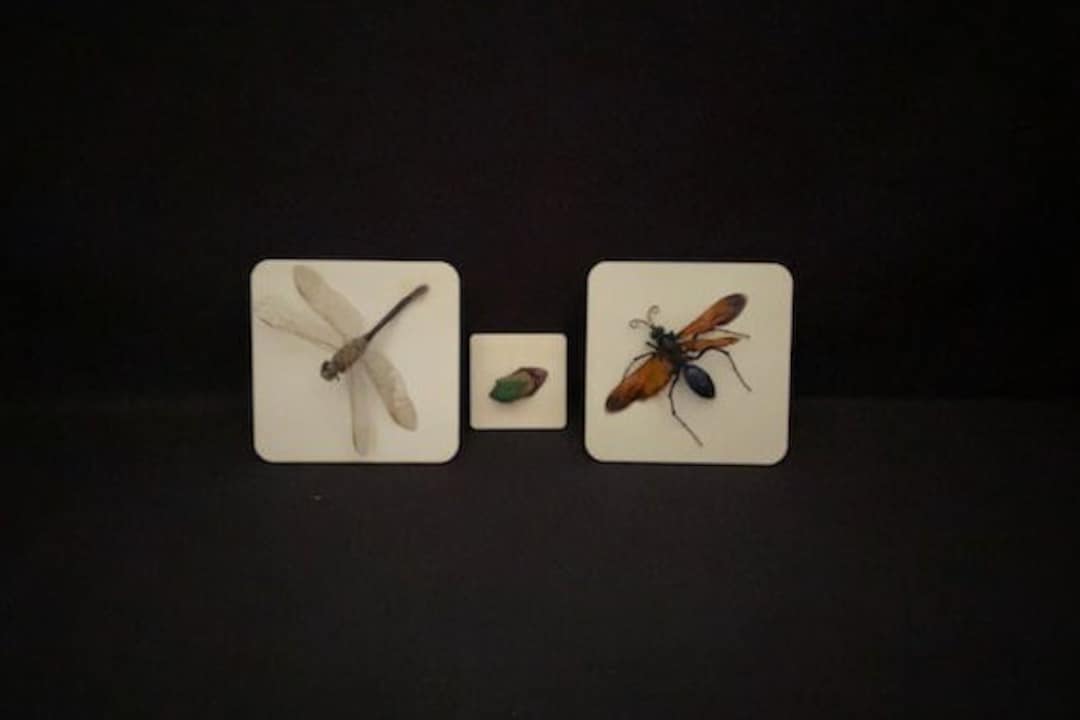 Real Dried Bugs on Plaque - Etsy