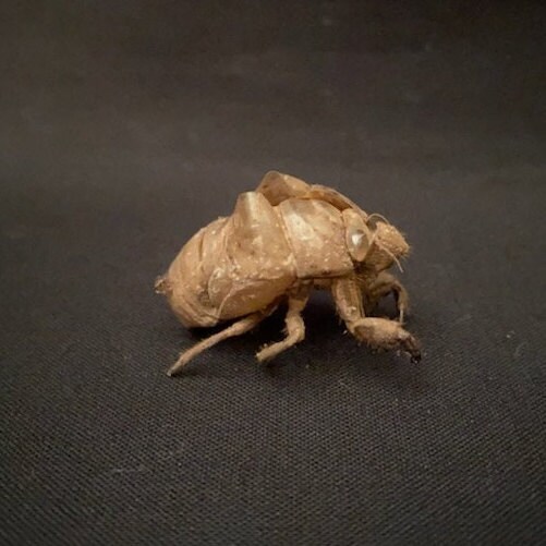 Texas Cicada Exoskeleton - Etsy