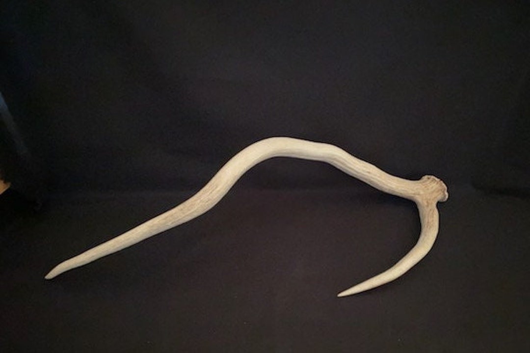 Real Texas Axis Antler - Etsy