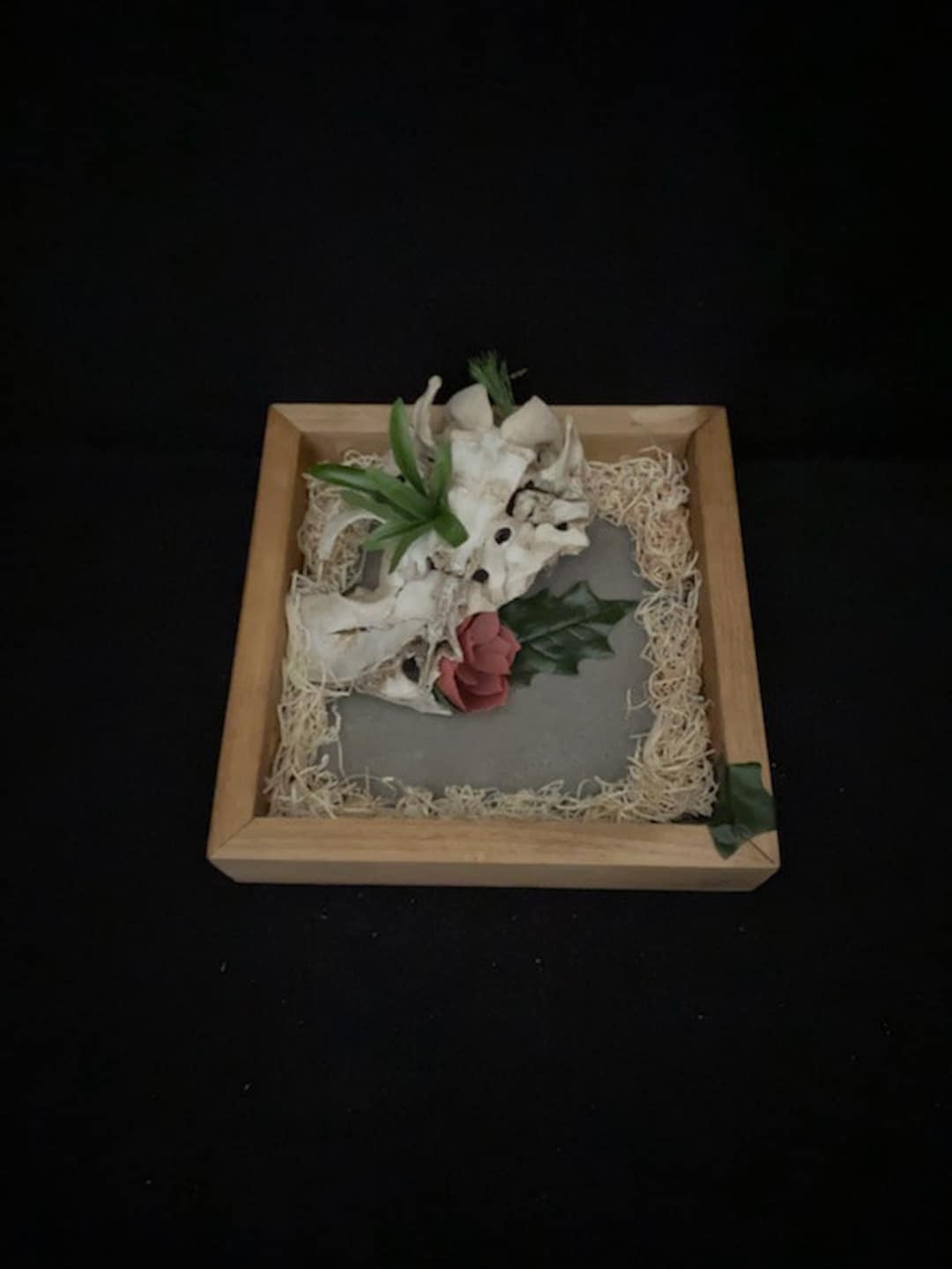 Real Skull Plate Shadow Box - Etsy