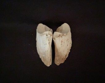 10 Deer Hoof Core Bones Real Animal Skeleton Taxidermy Parts - Etsy