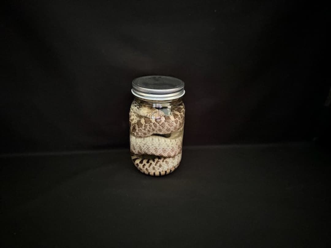 Real Wet Specimen Bull Snake Has Deformity on Face - Etsy