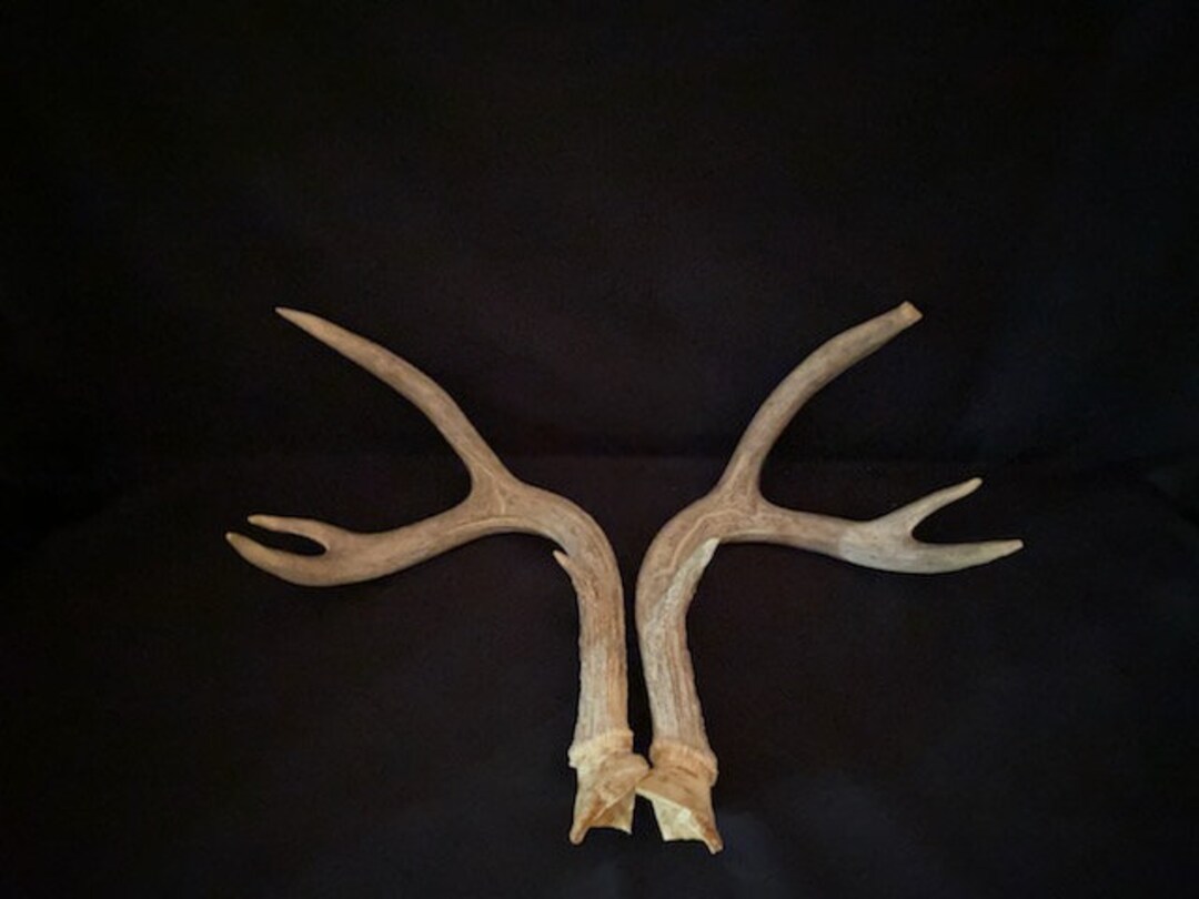 Real Whitetail Deer Antlers - Etsy