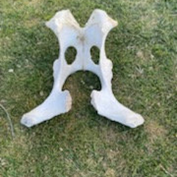 Real Cow Skull - Etsy