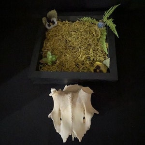 Skull Plate Shadow Box - Etsy