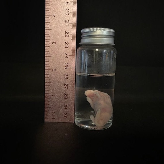 Wet Specimen Baby Mouse in Jar | Etsy