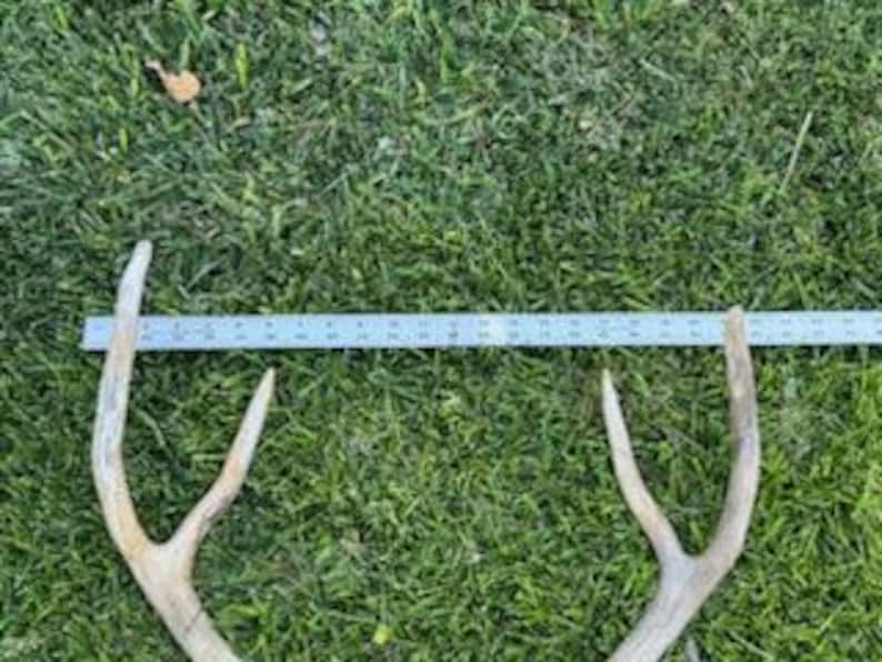 Real Axis Deer Skull - Etsy