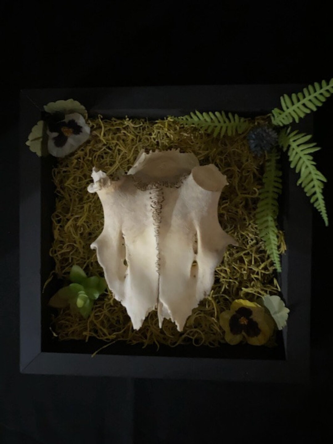 Skull Plate Shadow Box - Etsy