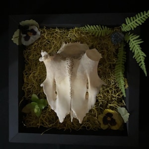 Skull Plate Shadow Box - Etsy