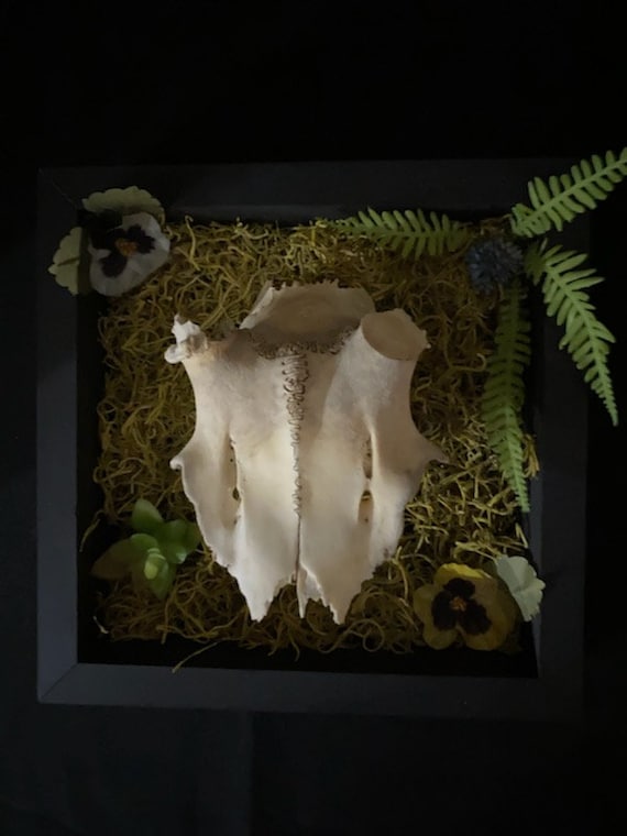 Skull Plate Shadow Box - Etsy