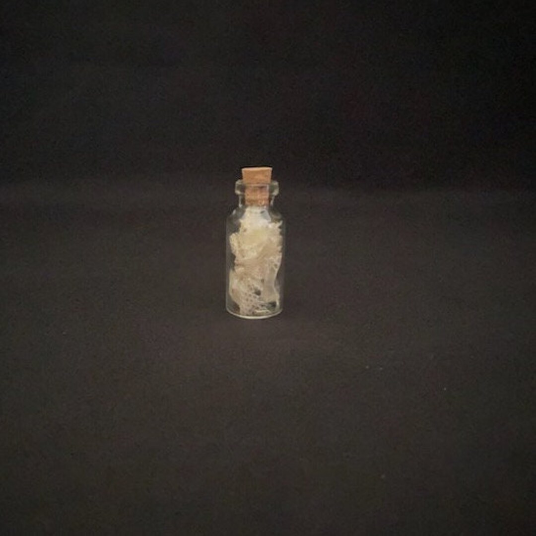 Real Small Jar of Snake Skin - Etsy