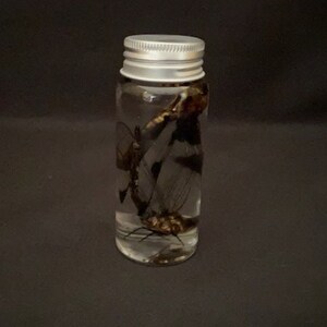 Wet Specimen 2 Dragonflys - Etsy