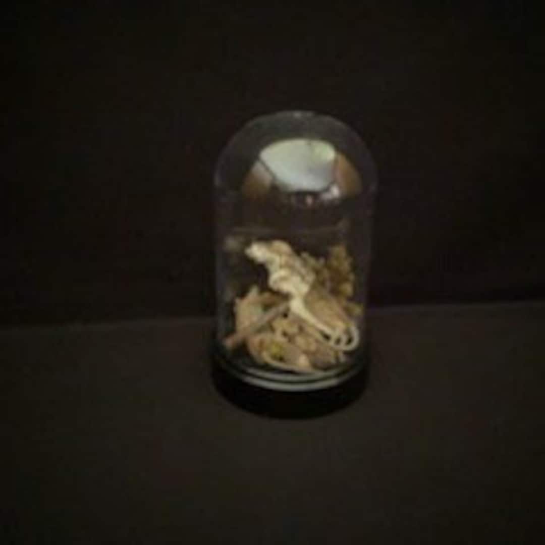 Real Dried Mouse Terrarium - Etsy