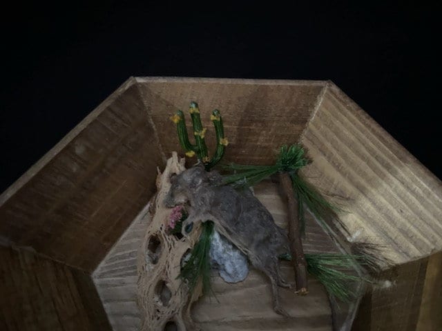 Real Mummified Mouse Shadow Box - Etsy