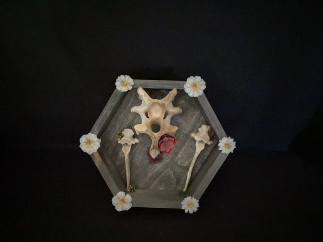 Beautiful Oddities Shadow Box - Etsy