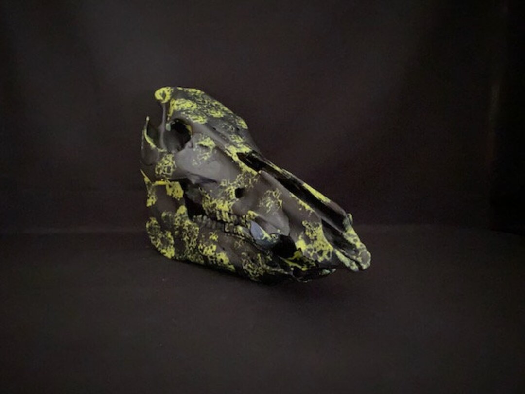 Real Uniquely Painted Hog Skull - Etsy