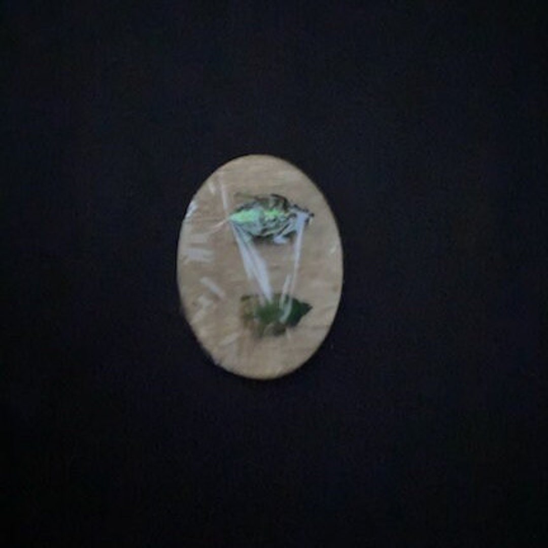 Real Bugs on Plaque - Etsy