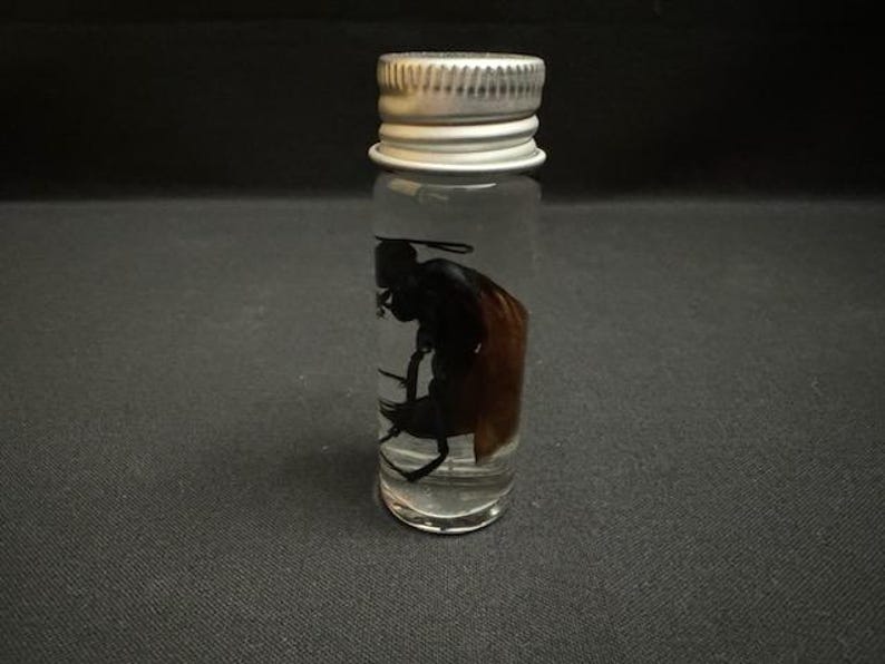 Real Blue Mud Wasp Wet Specimen - Etsy