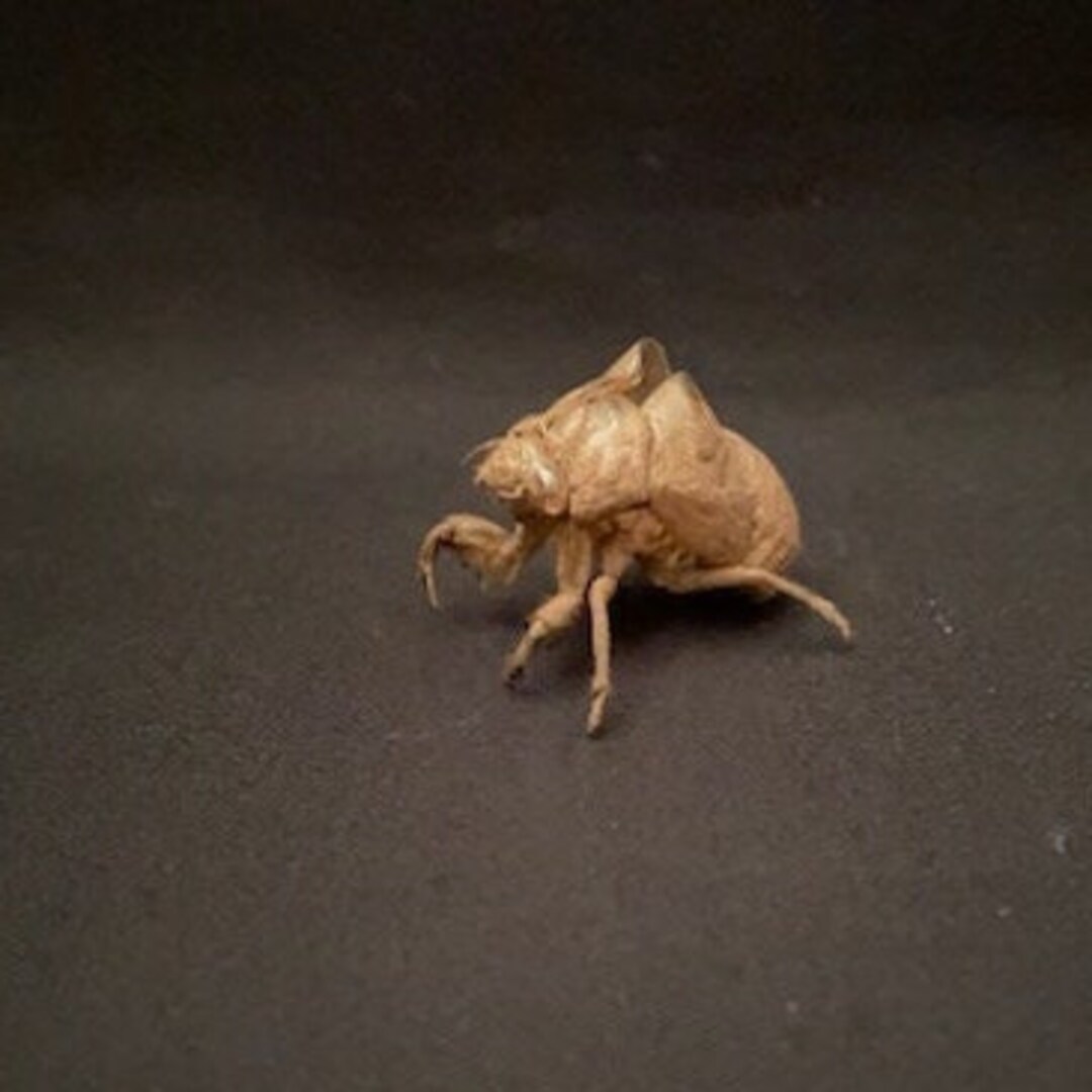Texas Cicada Exoskeleton - Etsy