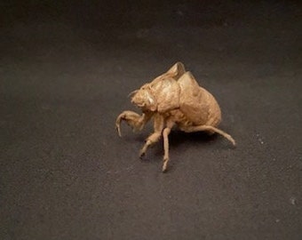 Wet Specimen Real Cicada Shell Exoskeleton Preserved in Vial USA - Etsy