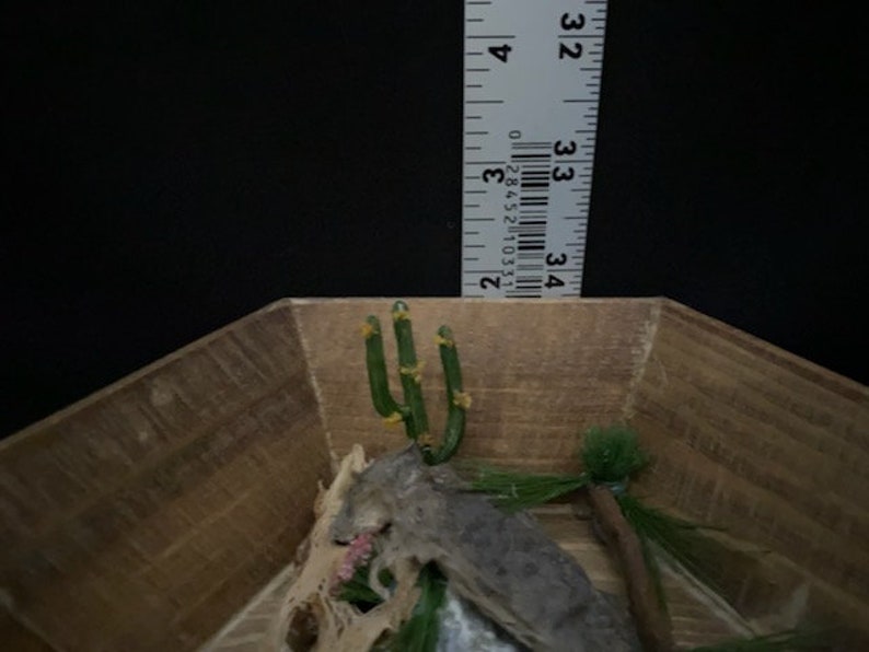 Real Mummified Mouse Shadow Box - Etsy