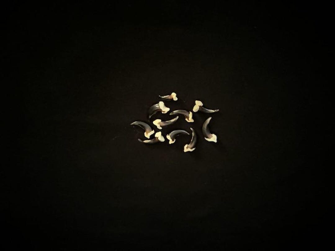 Real Set of 10 Coyote Claws - Etsy