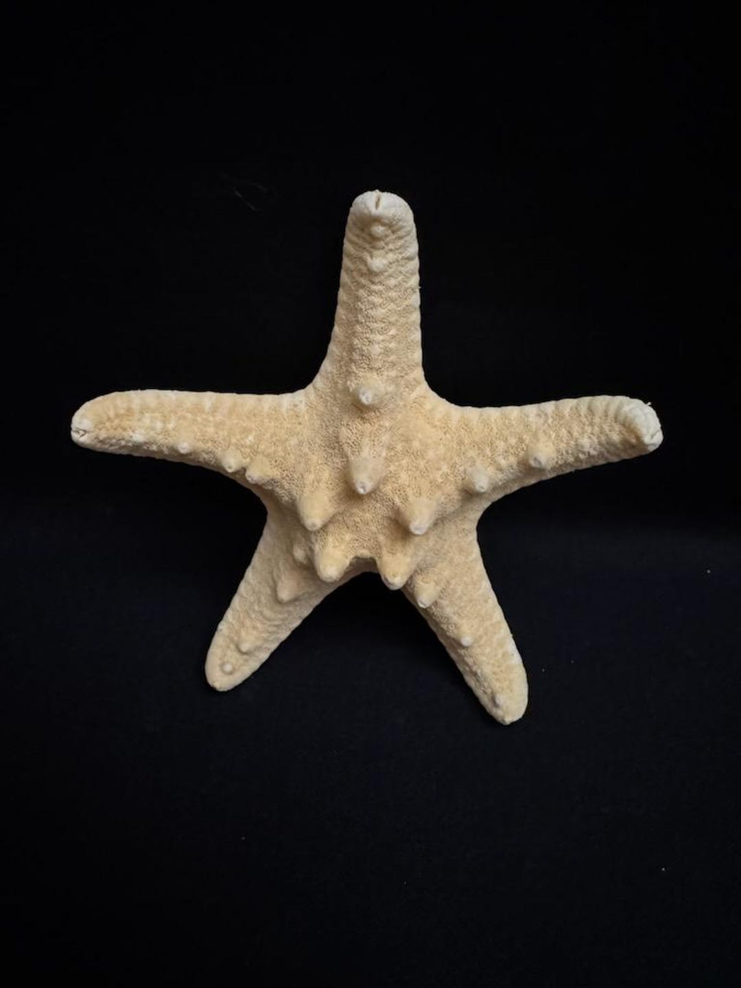 Real Dried Starfish - Etsy