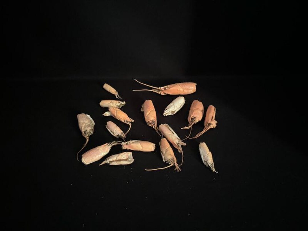 Real Set of Crawfish Heads - Etsy