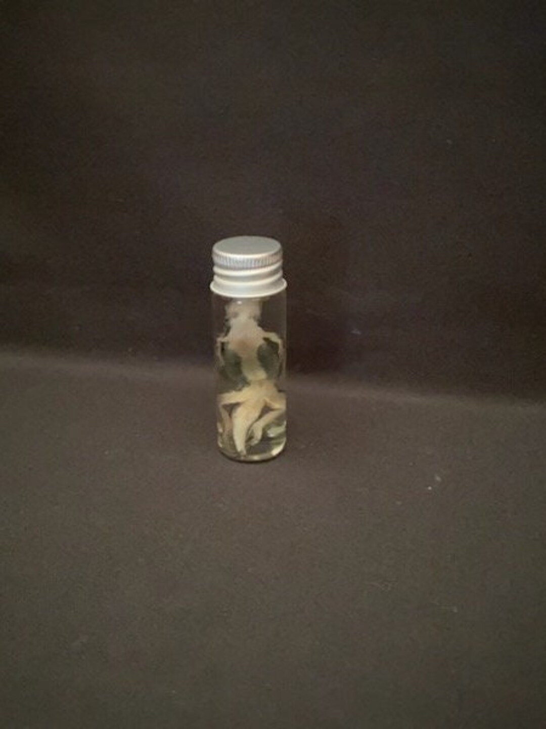 Wet Specimen Lizard DOES NOT Have A TAIL - Etsy