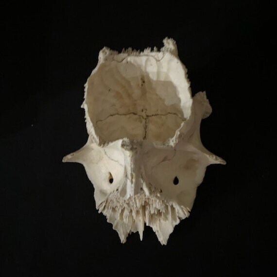 Skull Plate Shadow Box - Etsy