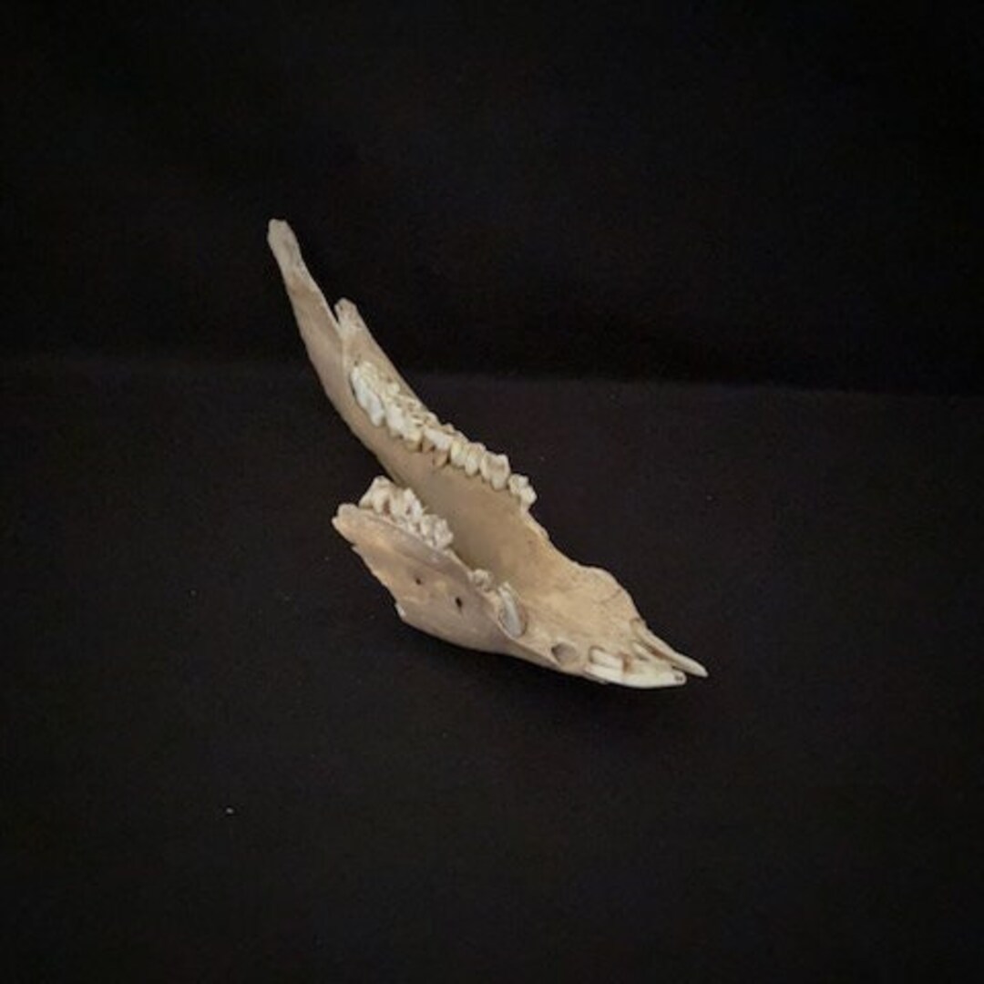 Real Pig Jaw - Etsy
