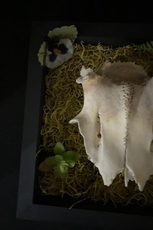 Skull Plate Shadow Box - Etsy