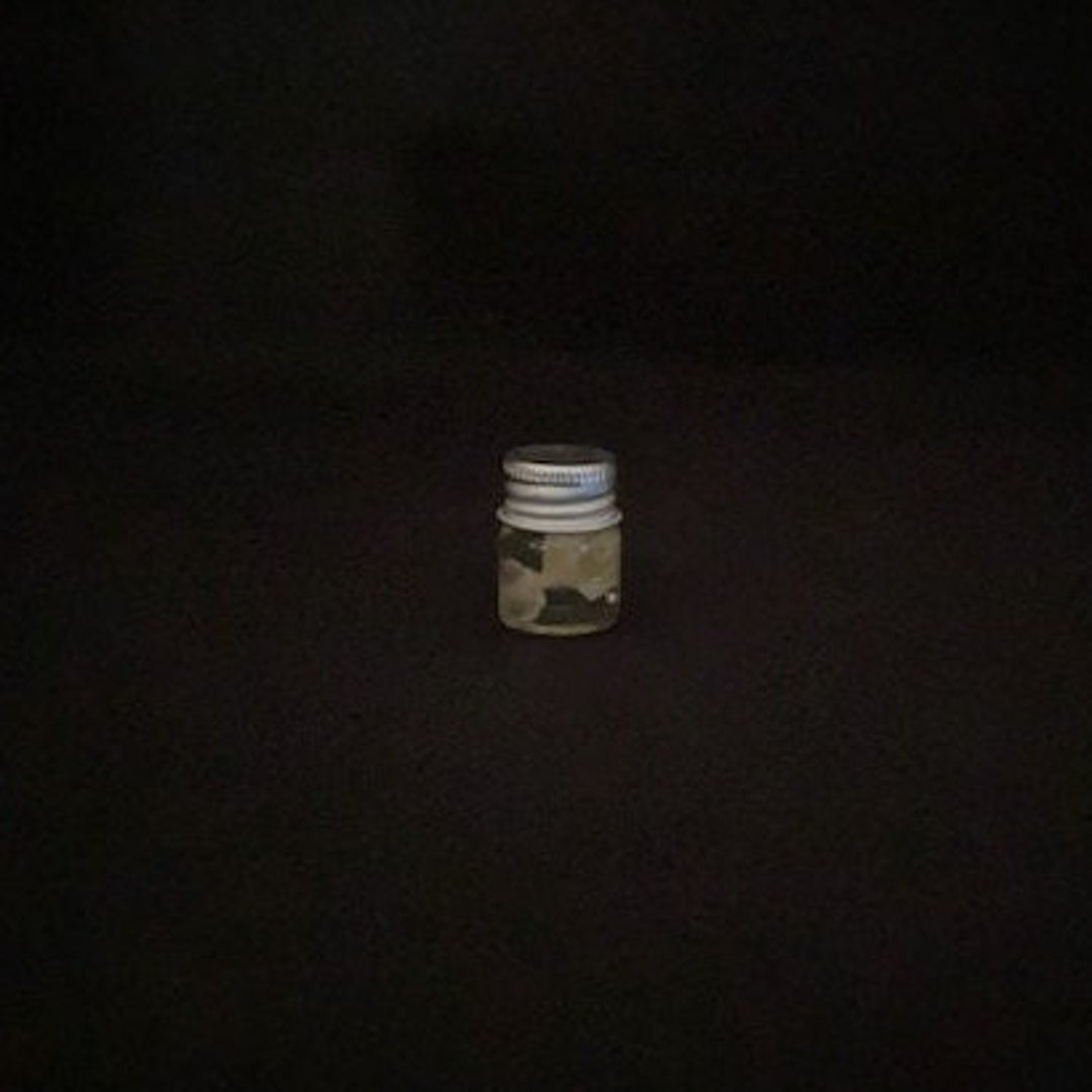 Real Wet Specimen Super Tiny Baby Bird - Etsy