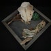 Real Oddity Shadow Box - Etsy
