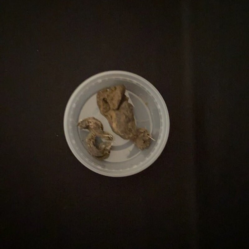 Real Poop - Etsy