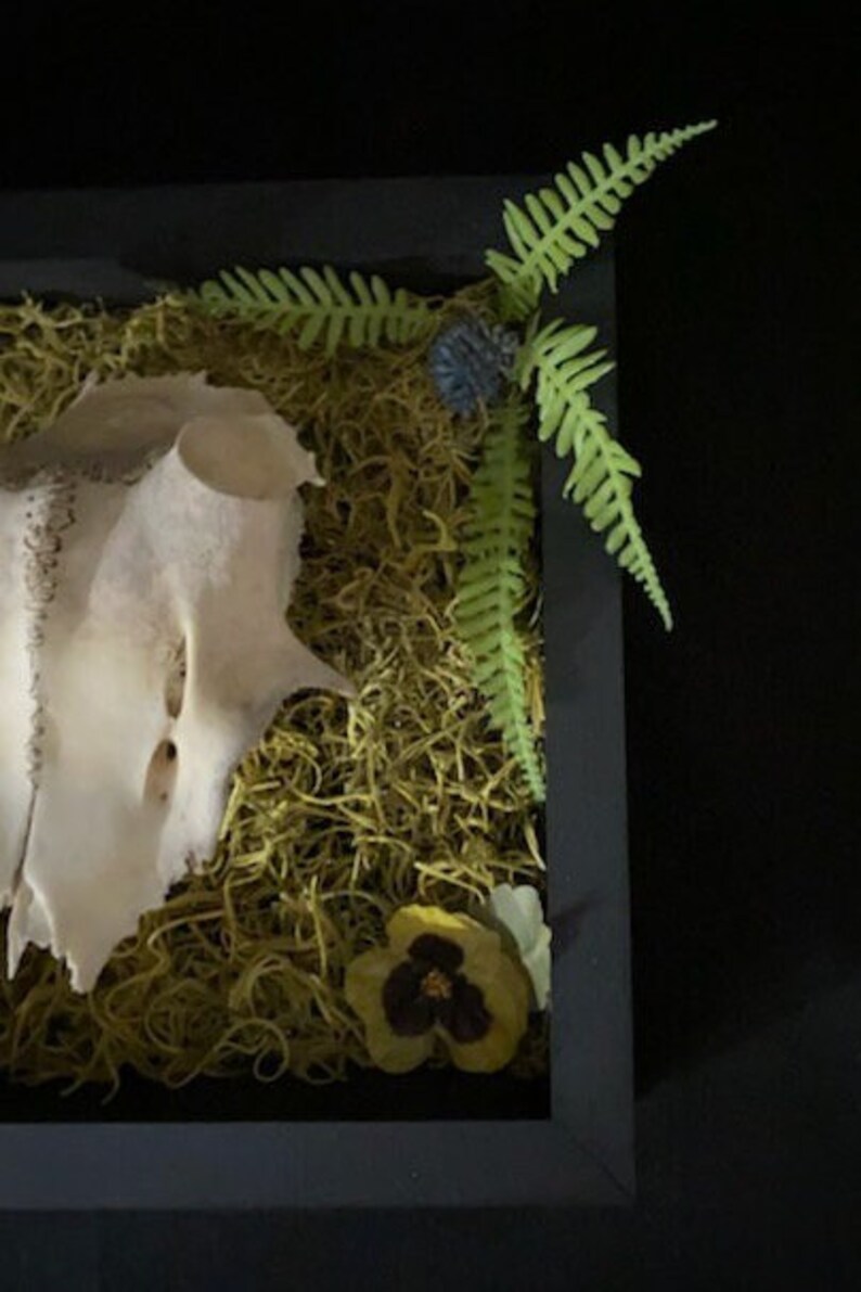 Skull Plate Shadow Box - Etsy