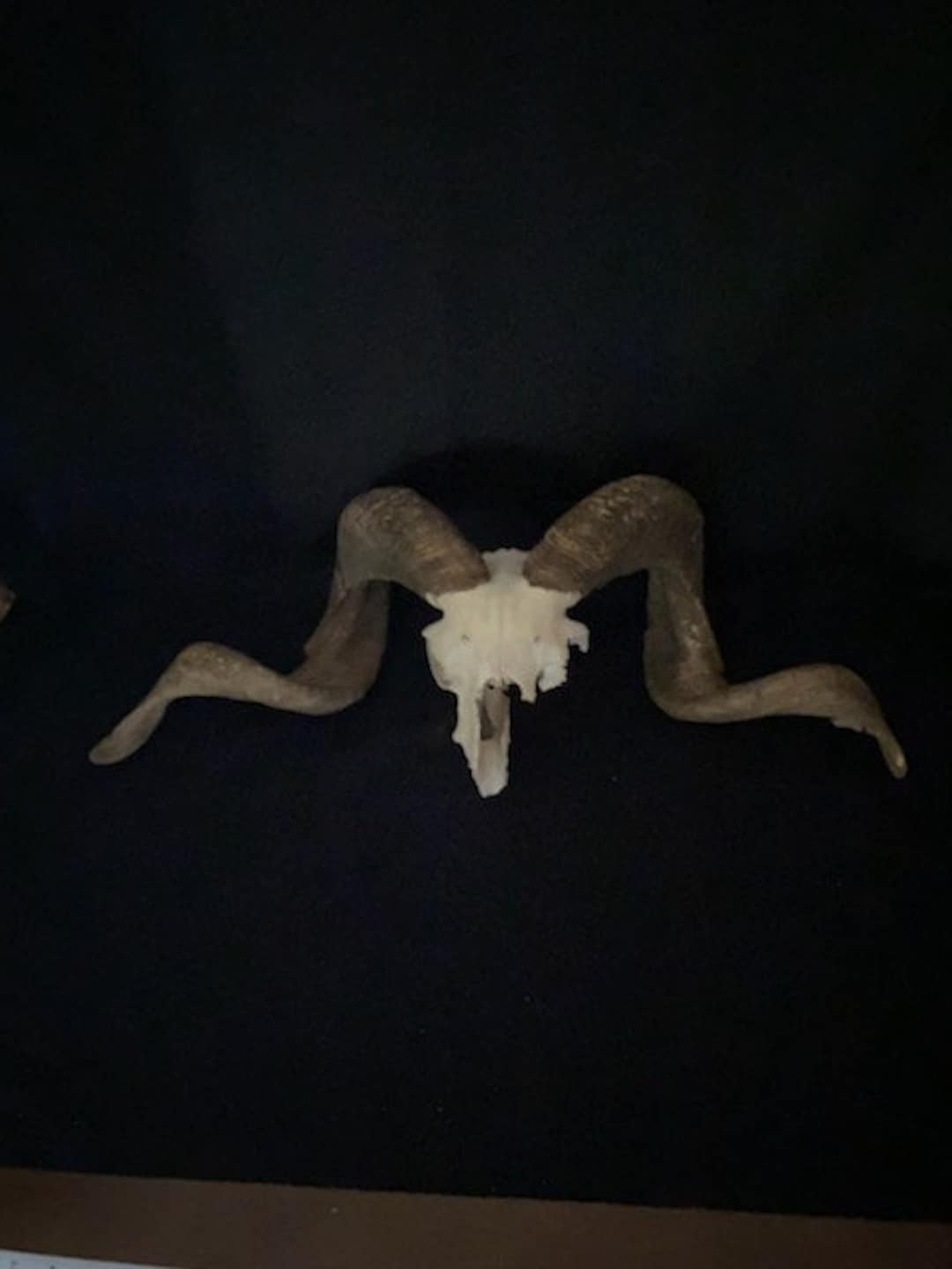 Real Big Ram Skull - Etsy