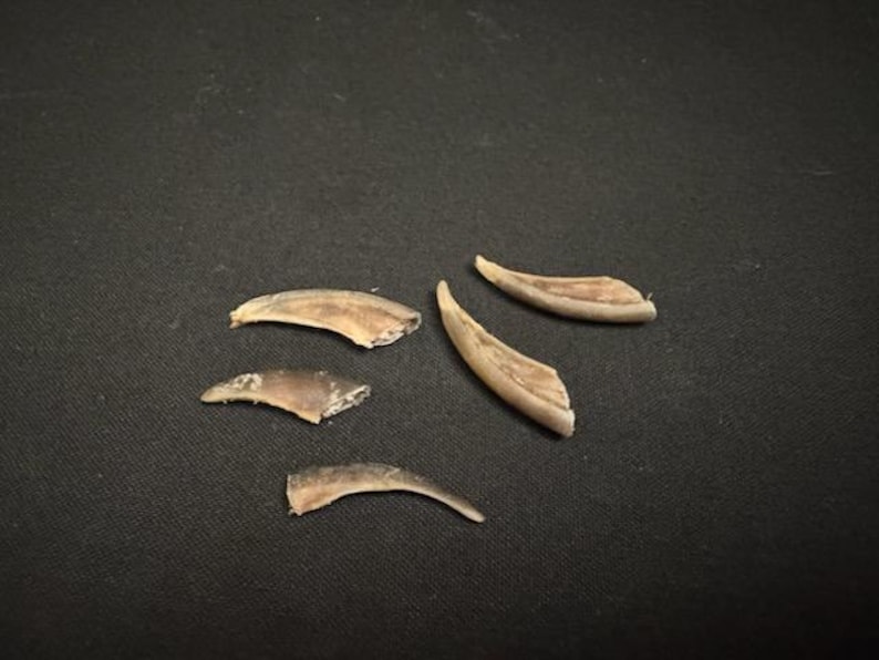 Real Unknown Animal Claws - Etsy